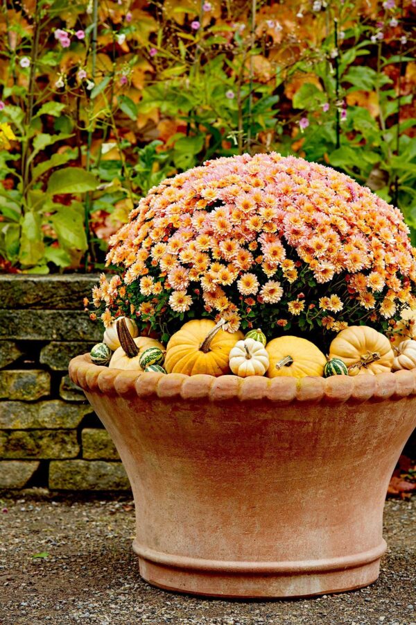 134 Mums Front Porch Fall Displays 2024: Rustic, Cozy, and Modern Decor ...